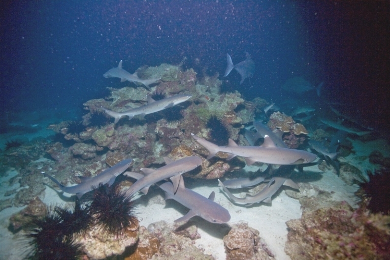 Cocos Island and the Great Turtle Race - Patagonia Stories