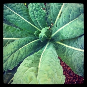 Organic Gardening Doesn't Have to Be Complicated - Patagonia Stories