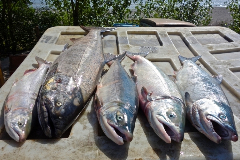 Chuitna Mine Is Endangering Salmon - Patagonia Stories | Patagonia MX