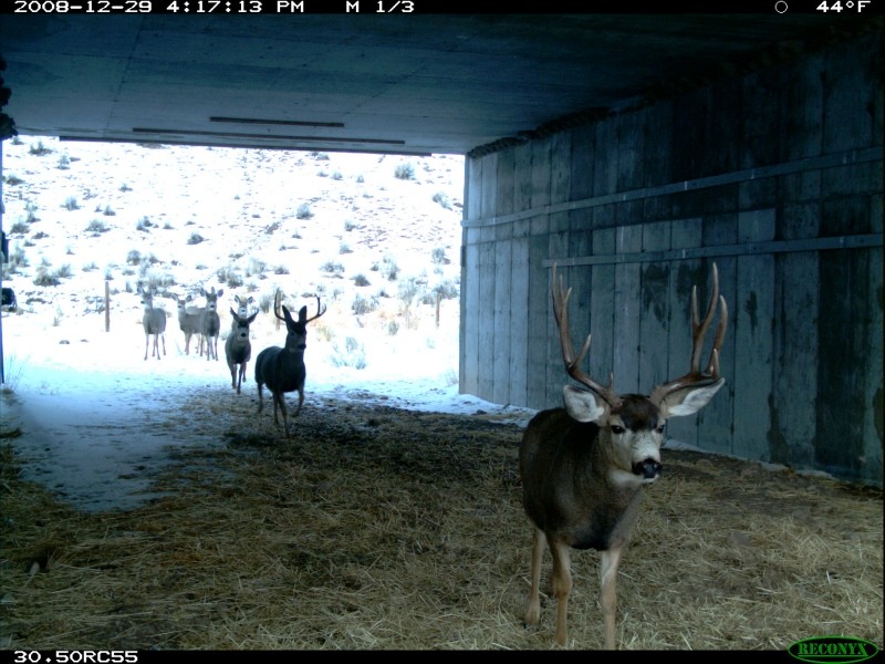 Wildlife Corridors That Work: A Highway Underpass for Mule Deer ...