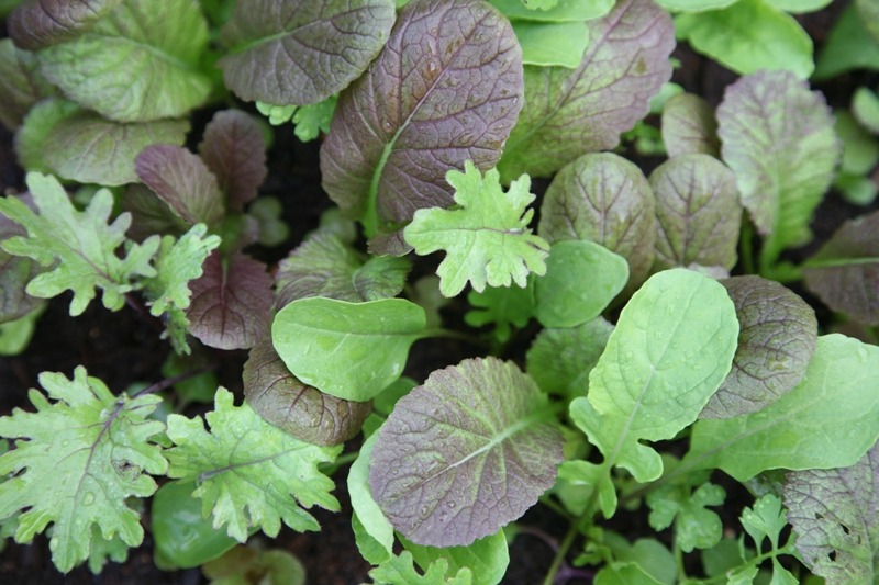 Why the Conventional Agriculture Industry Is Afraid of Organic ...