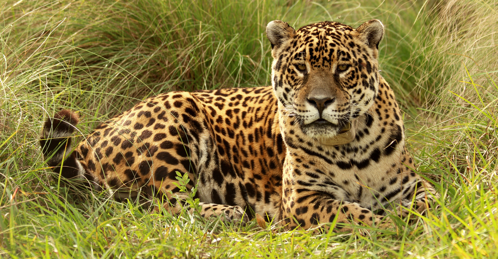 Iberá National Park - The Cleanest Line