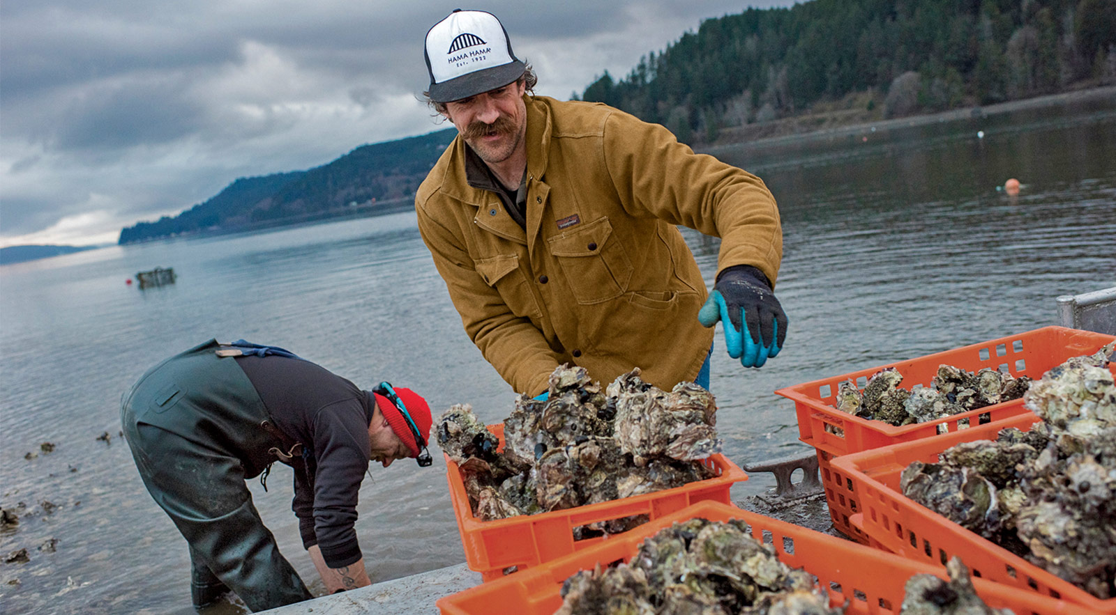 Timber to Tideline: Hama Hama Oysters - Patagonia Stories