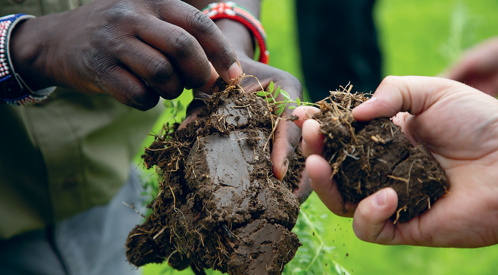 Why Regenerative Organic Agriculture Is All About Farming Down ...