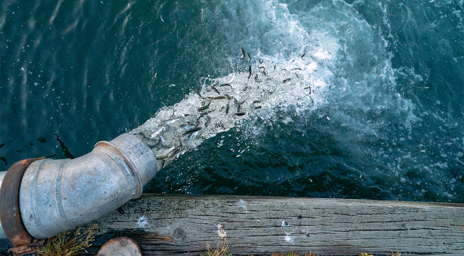 The Best Hatchery Is a Healthy River - Patagonia Stories
