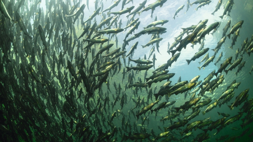 A World Without Salmon - Patagonia Stories