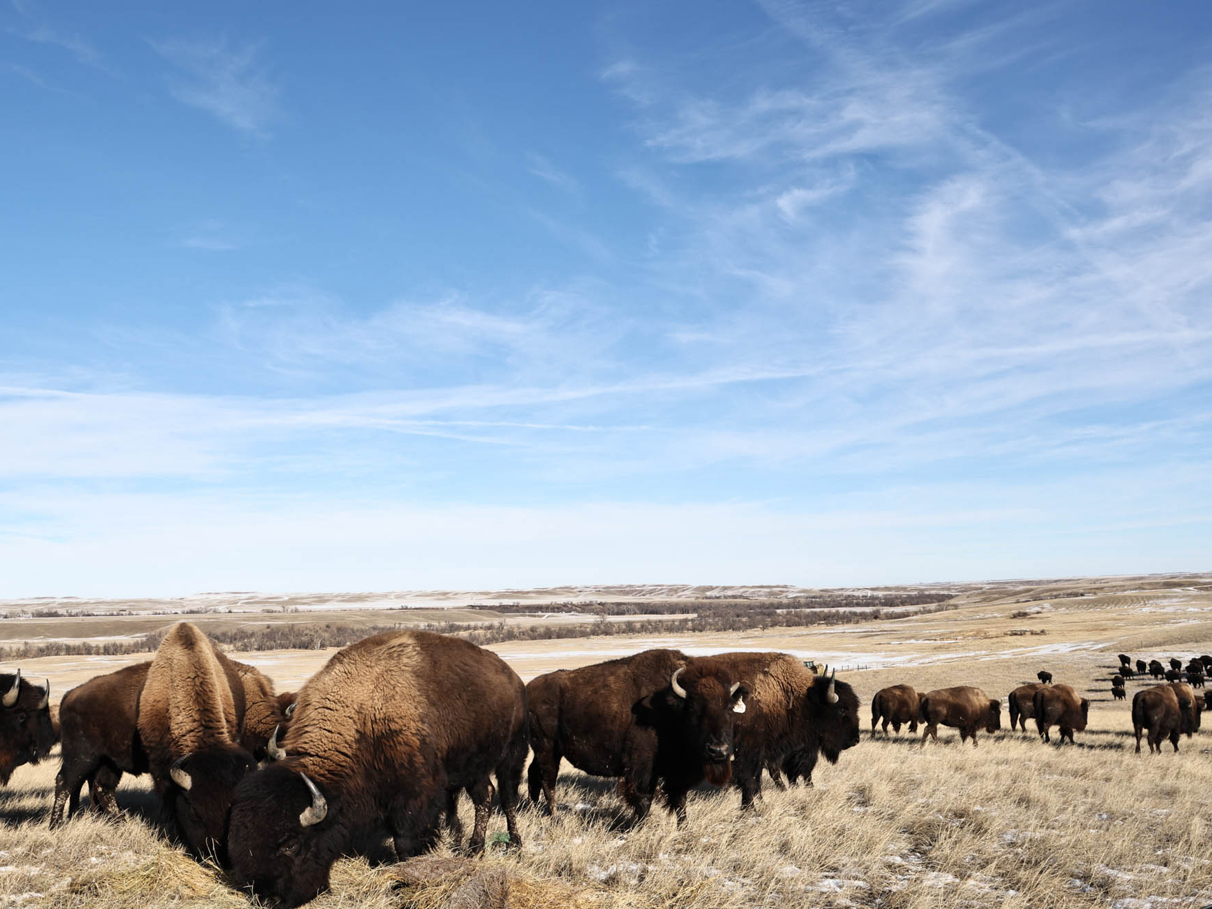 Buffalo Spirit - Patagonia Stories | Patagonia MX