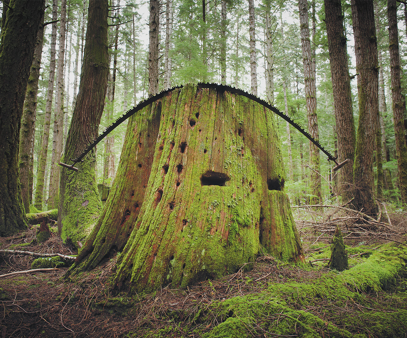 When Trees Fall, So Do We - Patagonia Stories