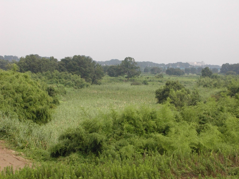 荒川の大草原を守るために：グループインターンシップでの取り組み - Patagonia Stories